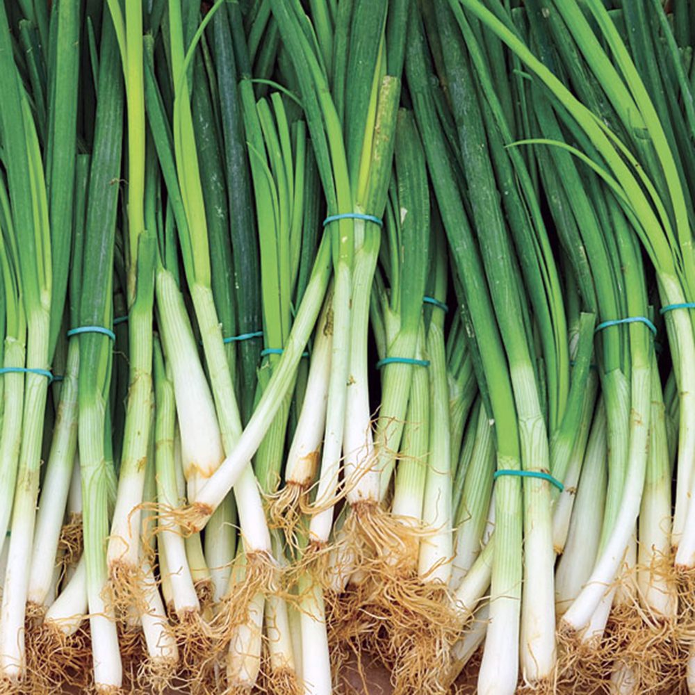 Danish Spring onion 1 carton